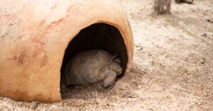 How to Build an Outdoor Tortoise Enclosure