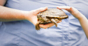 How to Clean Tortoise Shell: Everything You Need to Know
