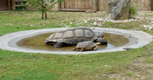 How To Set Up A Russian Tortoise Habitat