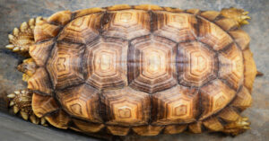 15 Fascinating Facts of Tortoise Shell Patterns You May Never Know