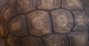 15 Fascinating Facts of Tortoise Shell Patterns You May Never Know
