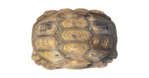 15 Fascinating Facts of Tortoise Shell Patterns You May Never Know
