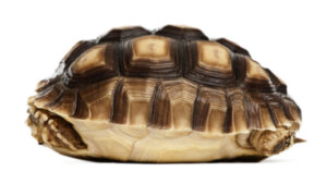 15 Fascinating Facts of Tortoise Shell Patterns You May Never Know