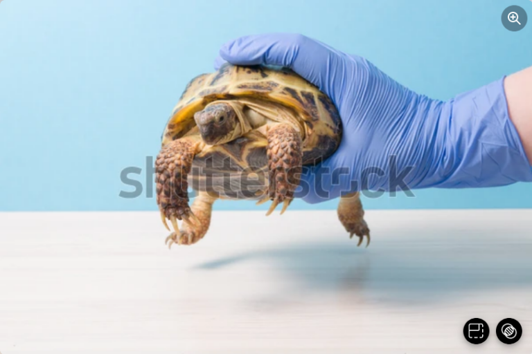 How to Trim Tortoise Beak: A Complete Guide