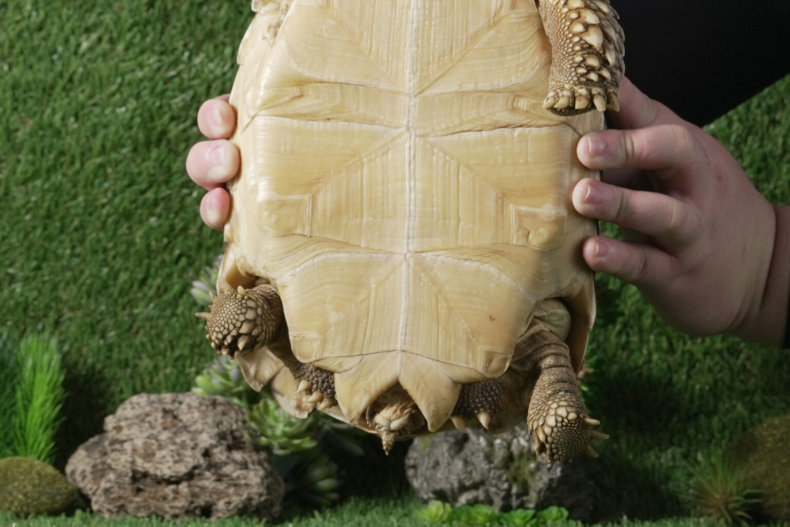 The Intriguing World of Tortoise Anatomy You Need to Know