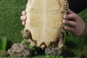 The Intriguing World of Tortoise Anatomy You Need to Know