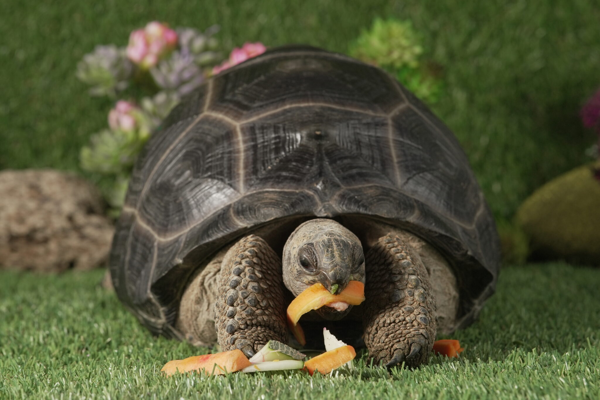 A Guide to a Healthy Diet for Tortoises