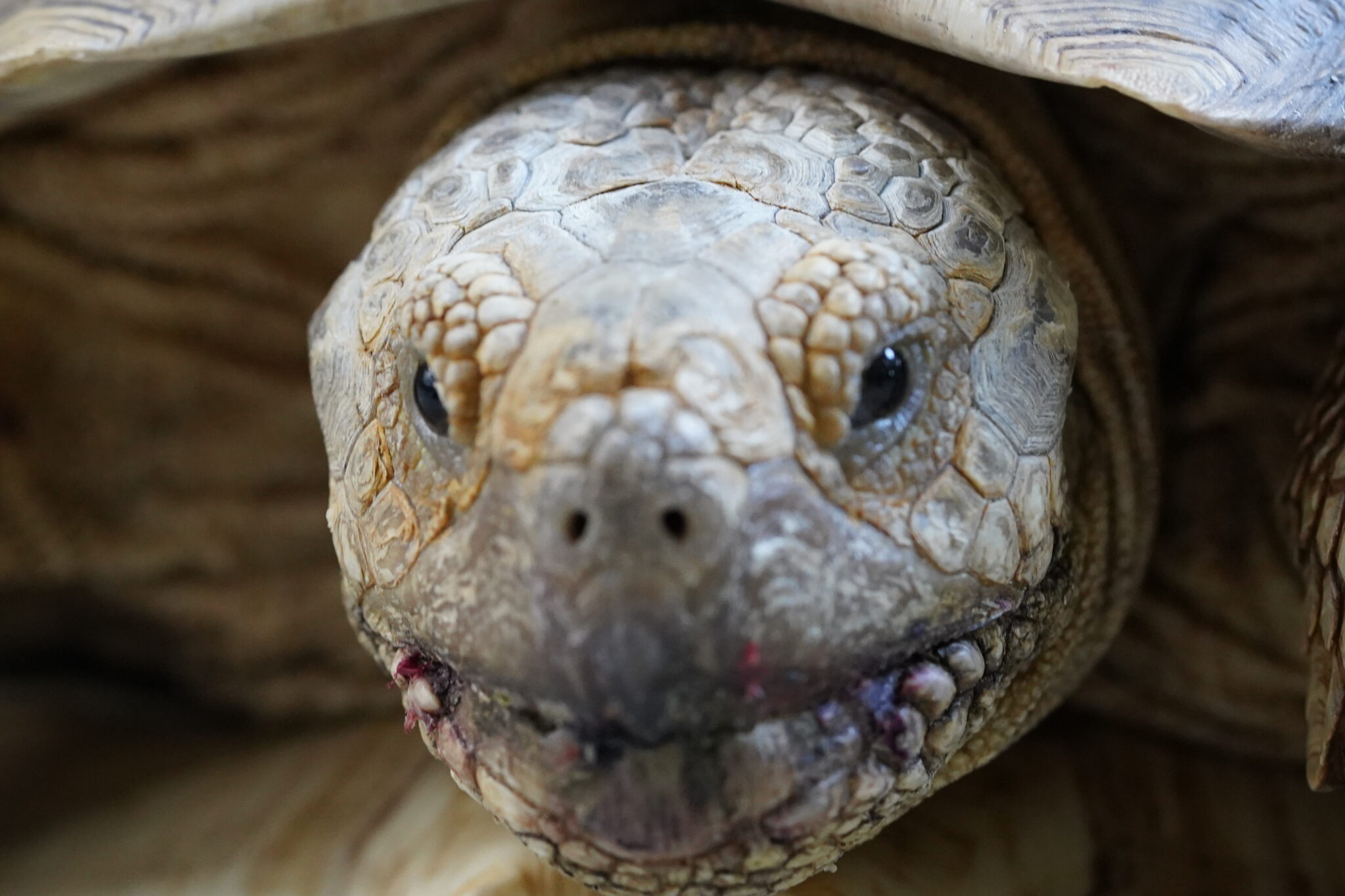 The Intriguing World of Tortoise Anatomy You Need to Know
