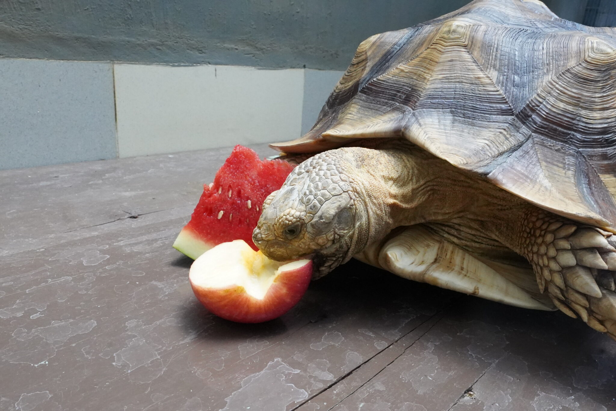 Why Does My Tortoise Sleep All Day: Understanding Tortoise’s Sleeping ...