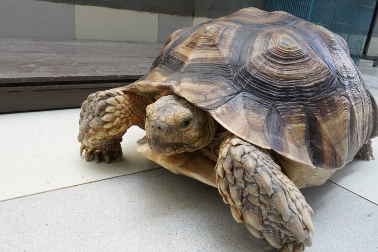 The Intriguing World of Tortoise Anatomy You Need to Know