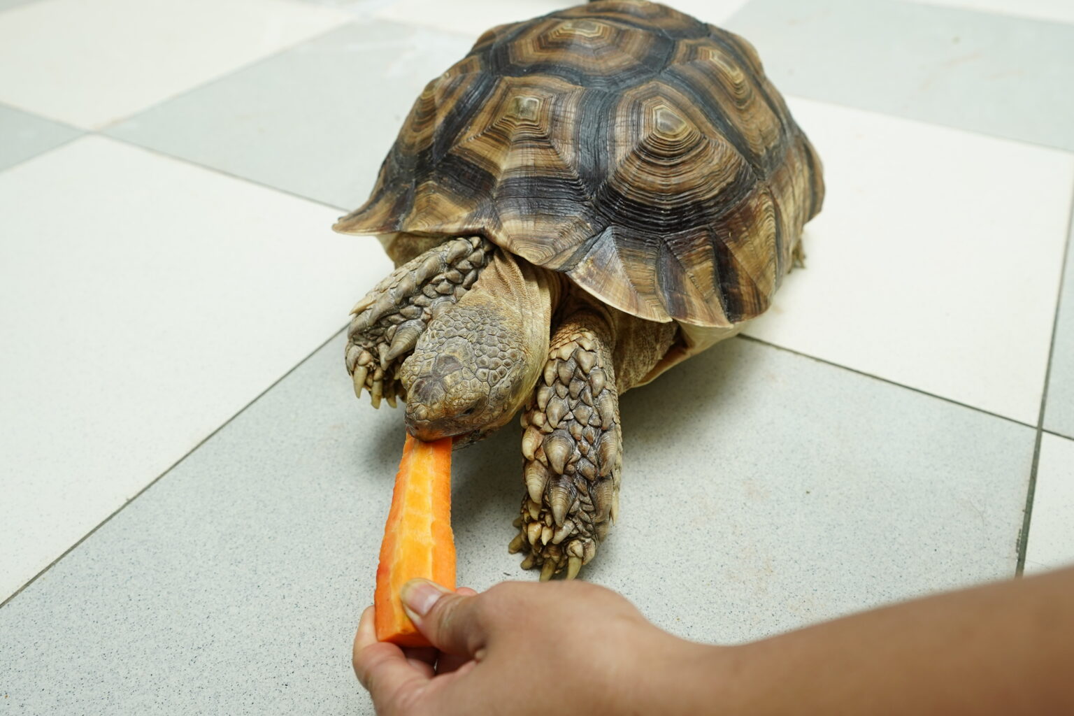 What Vegetables Can A Sulcata Tortoise Eat? A Guide to Safe and ...