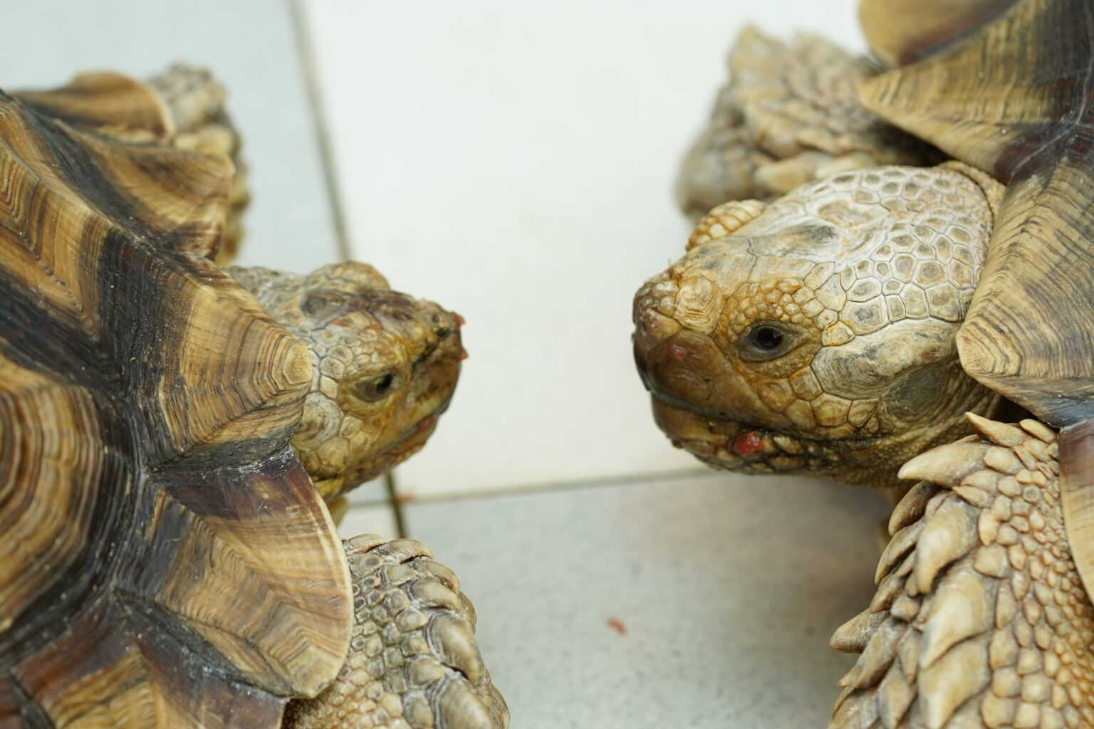 Why Does My Tortoise Sleep All Day: Understanding Tortoise’s Sleeping ...