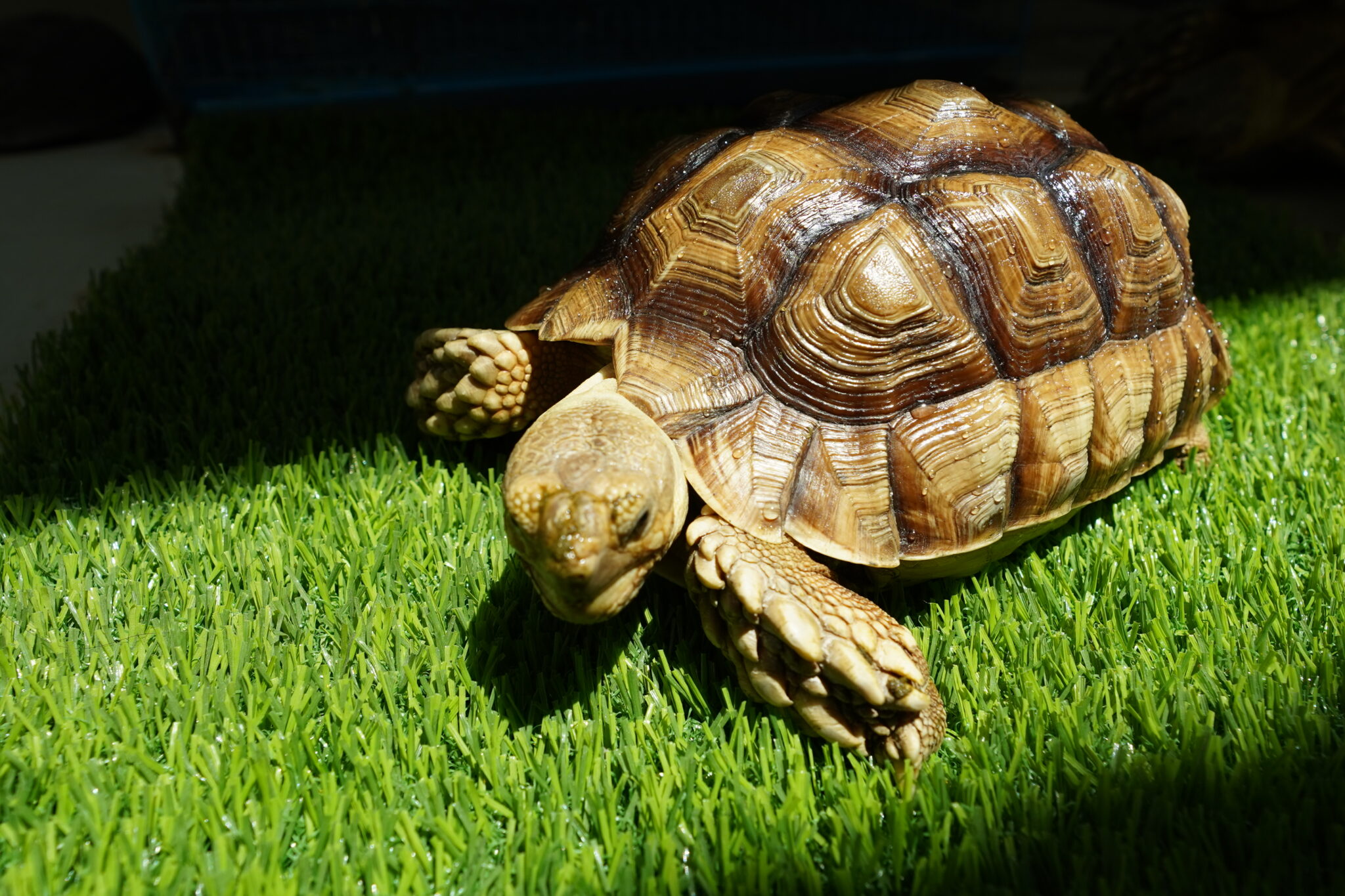 Tortoise Care 101: How To Foster A Tortoise and Increase Its Happiness