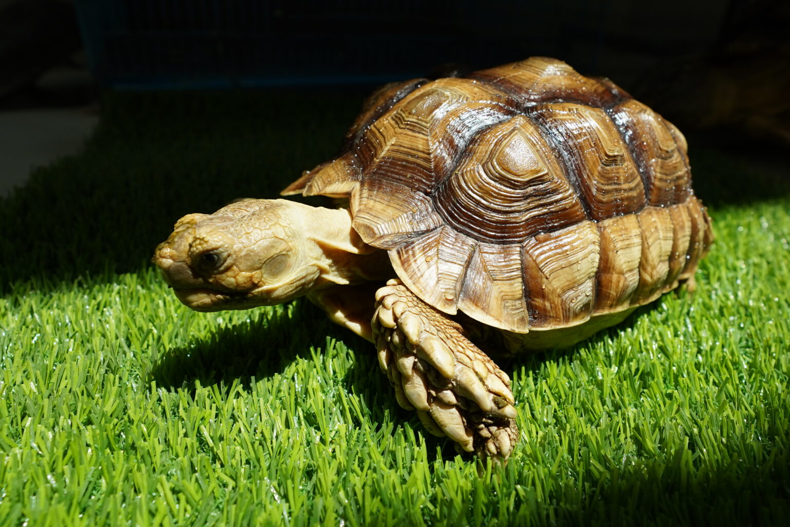 The Intriguing World of Tortoise Anatomy You Need to Know