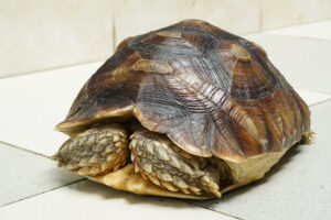 Why Does My Tortoise Sleep All Day: Understanding Tortoise’s Sleeping ...