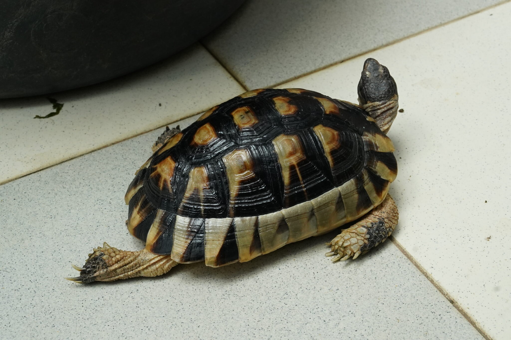 The Intriguing World of Tortoise Anatomy You Need to Know