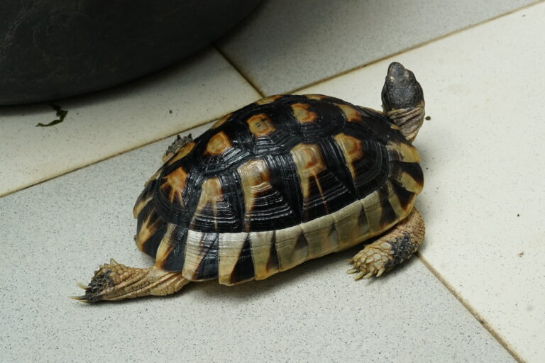 The Intriguing World of Tortoise Anatomy You Need to Know