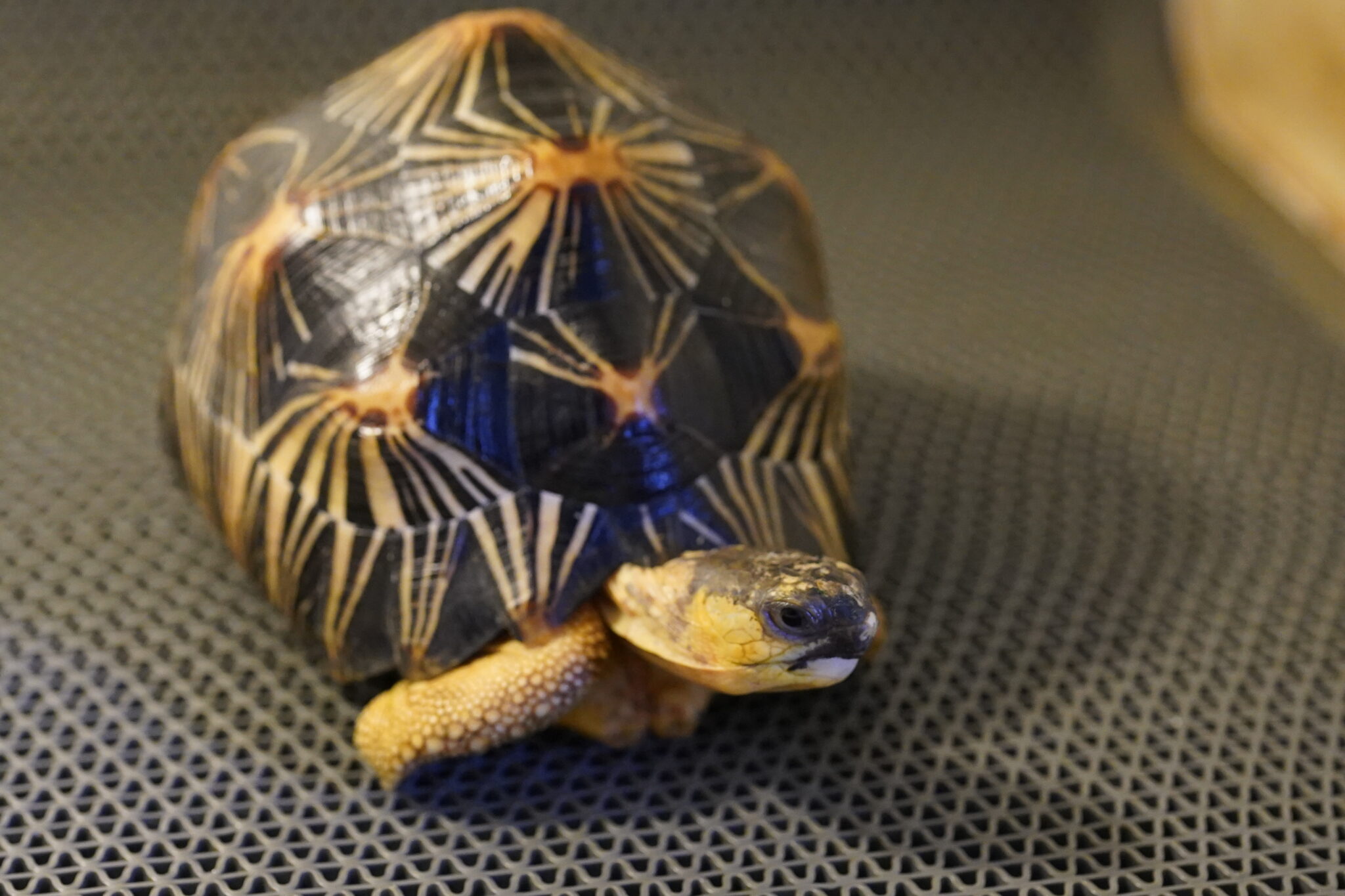 How to Tell if Your Tortoise is Happy