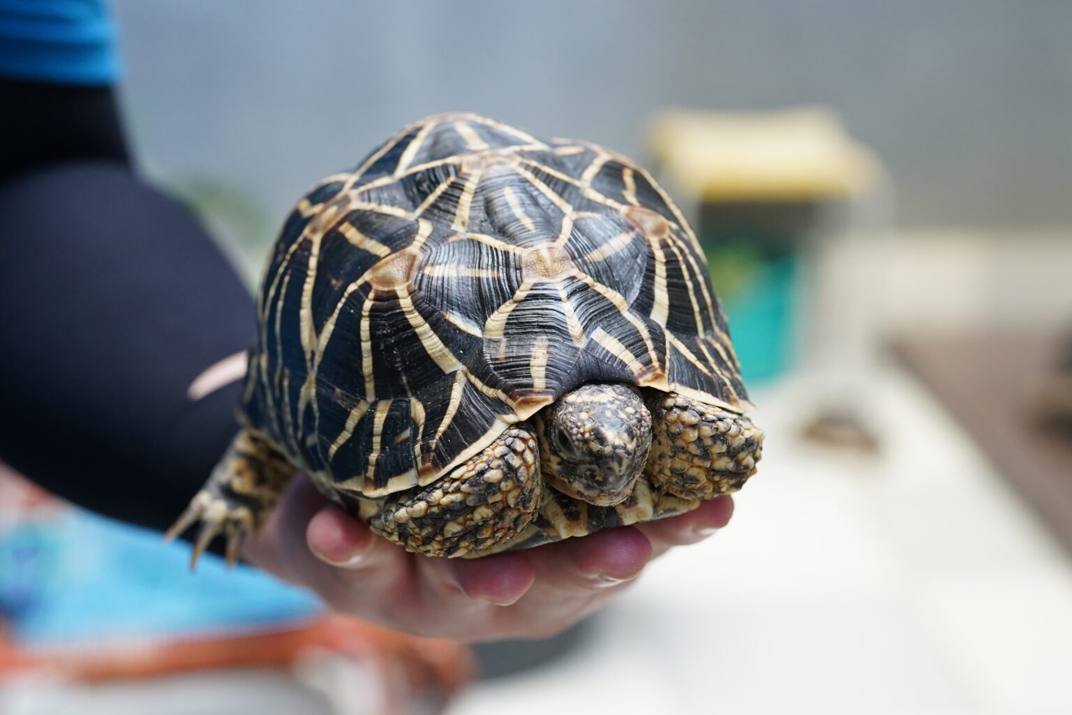 Why Does My Tortoise Sleep All Day: Understanding Tortoise’s Sleeping ...