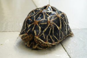 The Intriguing World of Tortoise Anatomy You Need to Know