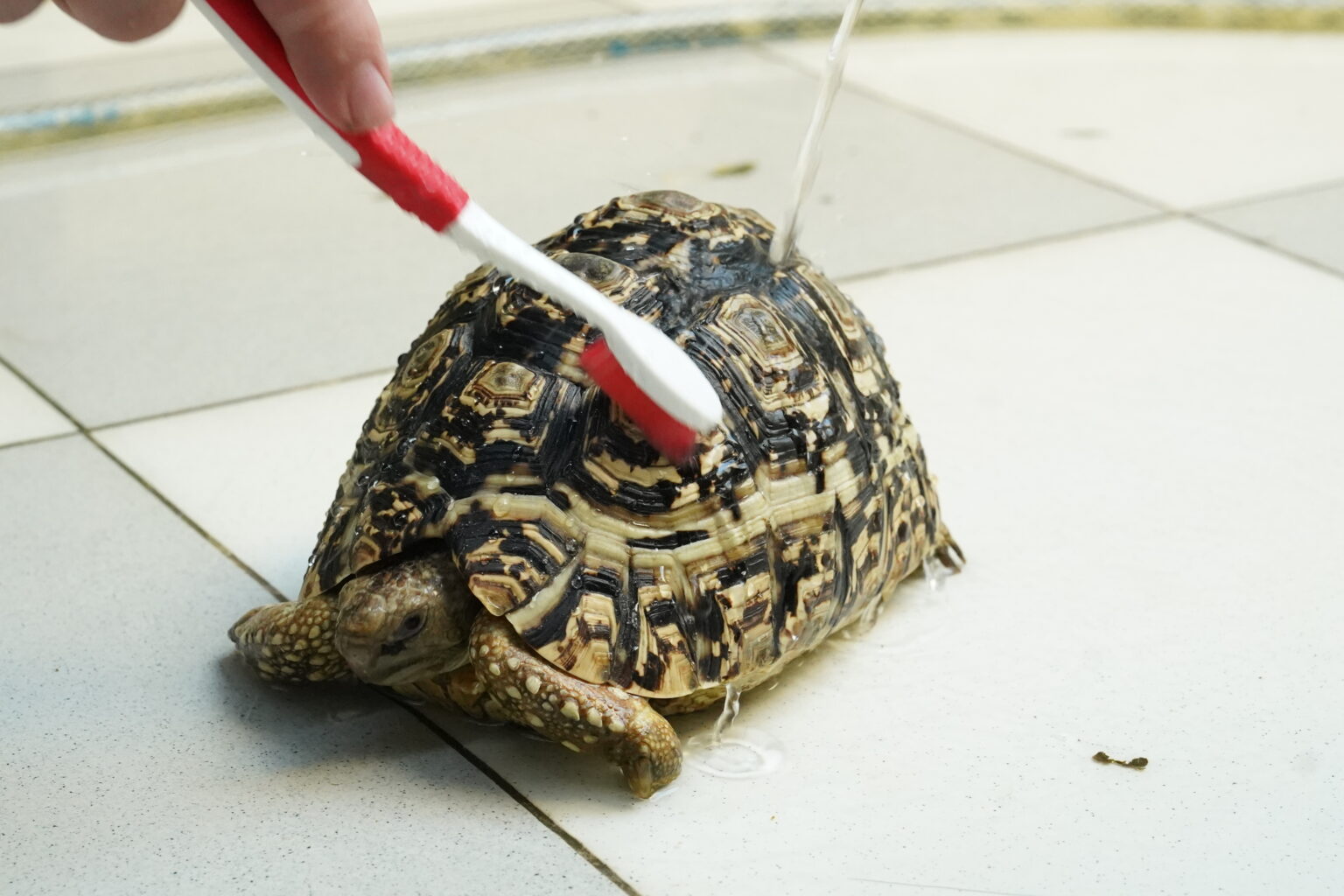 How To Bathe A Tortoise