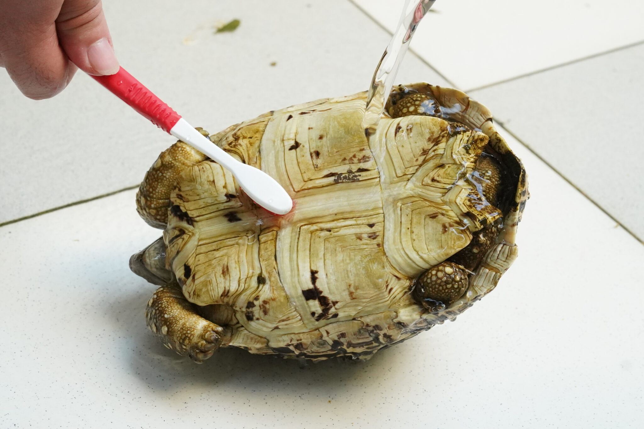 How To Bathe A Tortoise