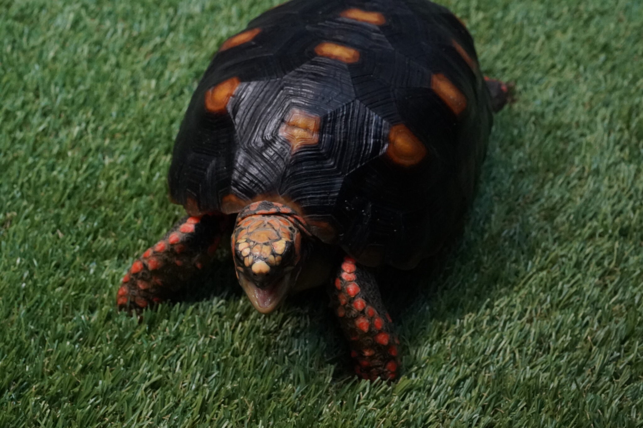 Why Does My Tortoise Sleep All Day: Understanding Tortoise’s Sleeping ...