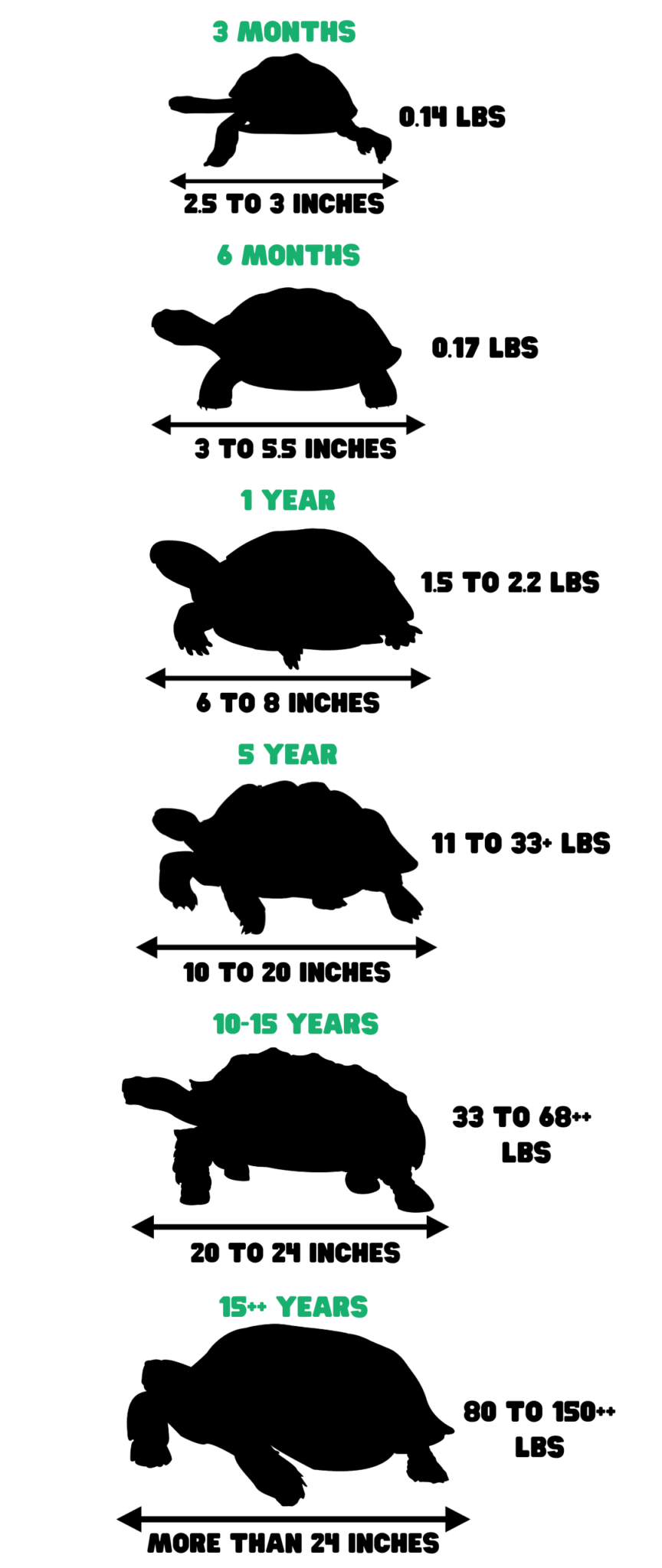 Growth and Development of Sulcata Tortoises: Everything That You Need ...
