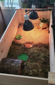 Creating the Ideal Habitat for Sulcata Tortoises: Essential Tips for a ...